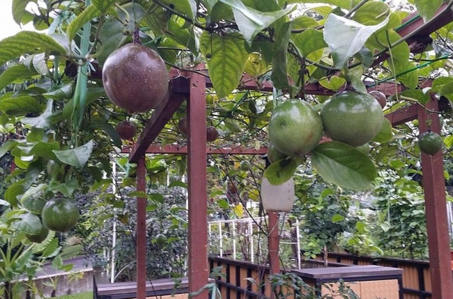 Tools and tips on growing a garden plot | C3A